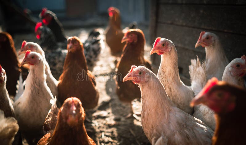Chickens Standing in a Barn. a Group of Chickens are Gathered Together ...