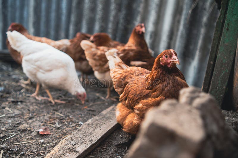 Chickens Standing in a Barn. a Group of Chickens are Gathered Together ...