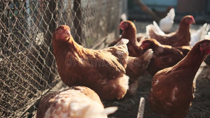 Chickens Standing in a Barn. a Group of Chickens are Gathered Together ...