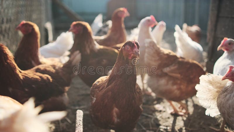 Chickens Standing in a Barn. a Group of Chickens are Gathered Together ...