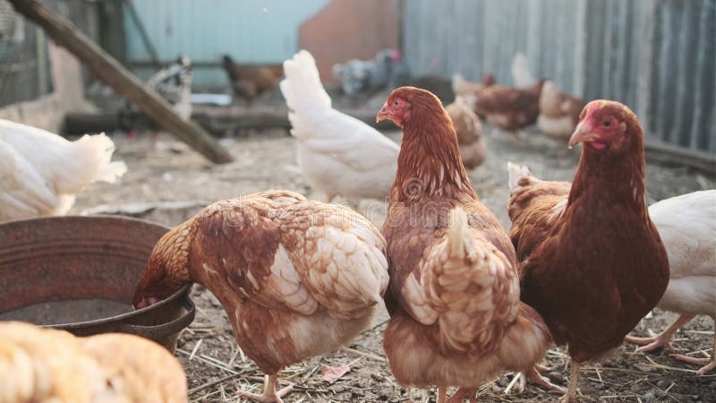 Chickens Standing in a Barn. a Group of Chickens are Gathered Together ...