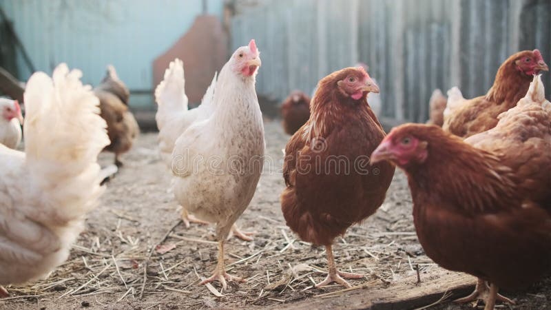 Chickens Standing in a Barn. a Group of Chickens are Gathered Together ...