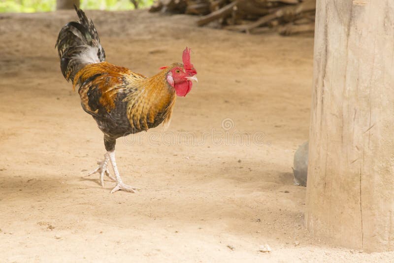 Chickens stock image. Image of brown, live, hens, white - 74456657