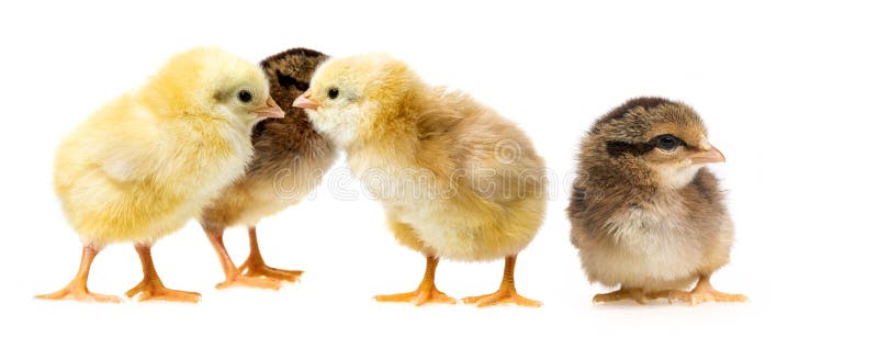 Three Cute Baby Chickens Chicks Stock Image - Image of soft, standing ...