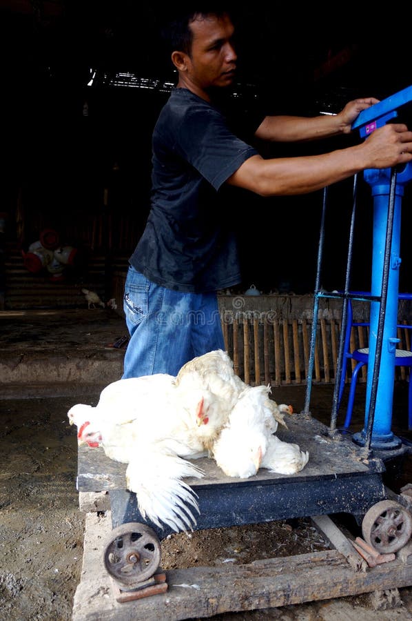 Slaughter Chickens - Colombia Editorial Stock Image - Image of south ...