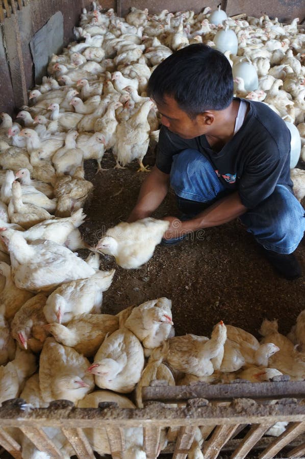 Slaughter Chickens - Colombia Editorial Stock Image - Image of south ...