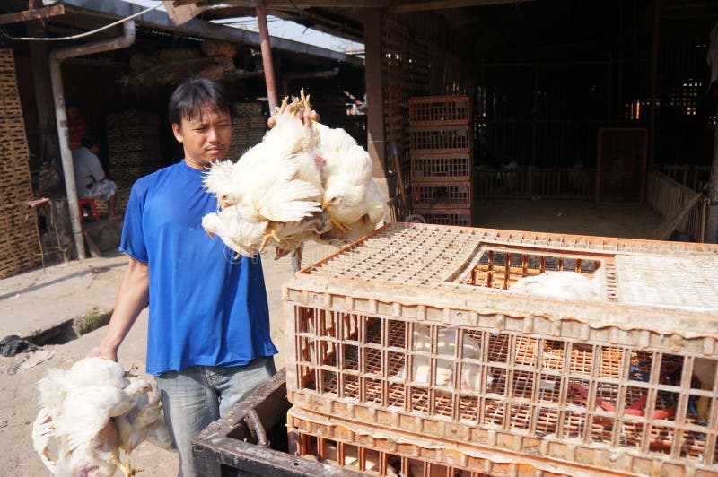 Chickens editorial photo. Image of chicken, indonesia - 55606351