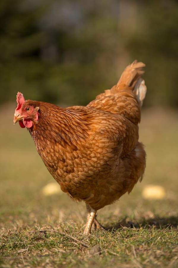 Chickens on Traditional Farm Stock Image - Image of laying, farming ...