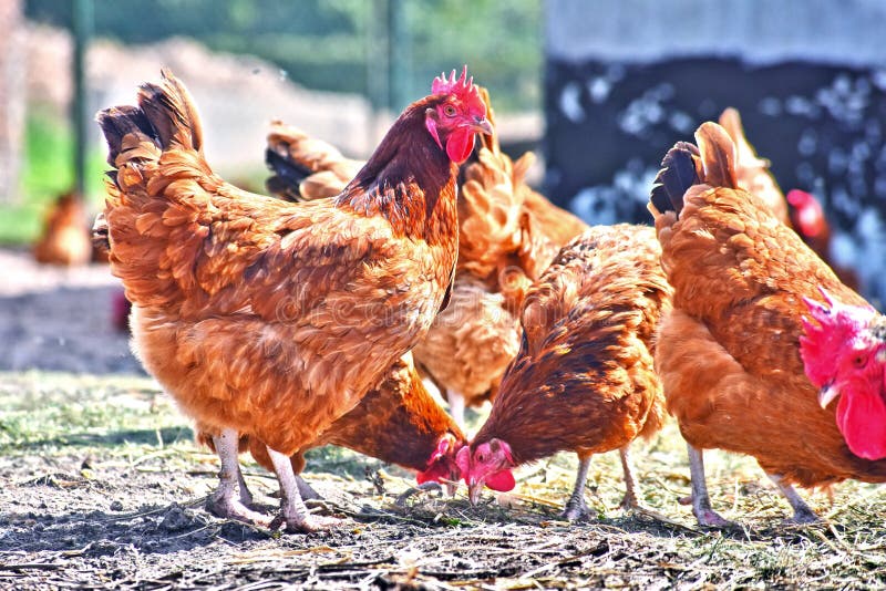 Chickens on Traditional Free Range Poultry Farm Stock Image - Image of ...