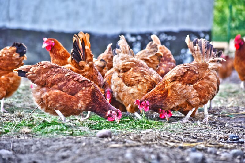 Chickens on Traditional Free Range Poultry Farm Stock Photo - Image of ...