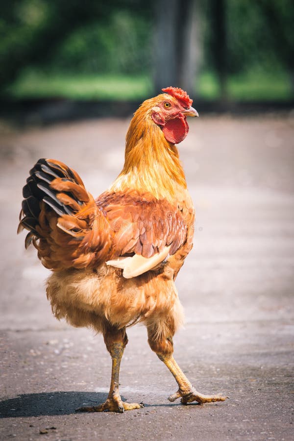 Chickens on Traditional Free Range Poultry Farm Stock Image - Image of ...