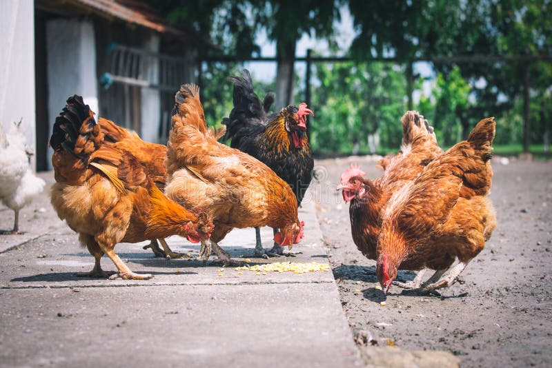 Chickens on Traditional Free Range Poultry Farm Stock Image - Image of ...