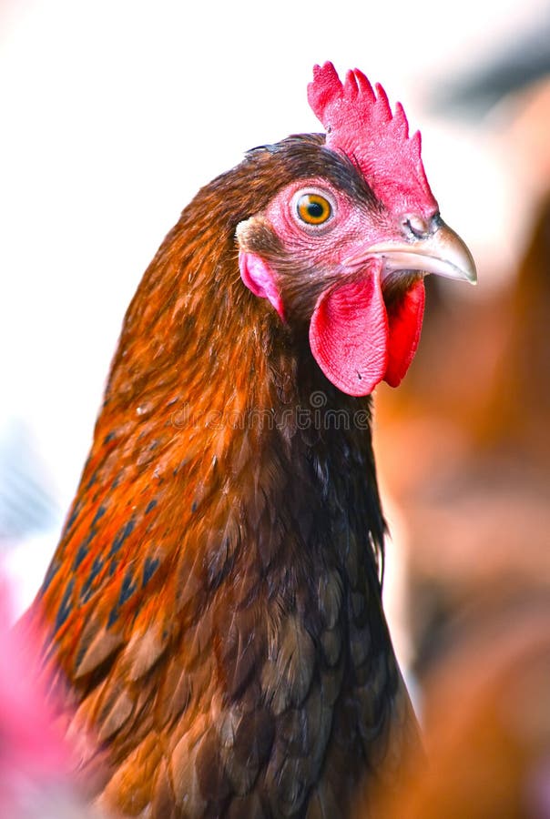 Chickens on Traditional Free Range Poultry Farm Stock Image - Image of ...