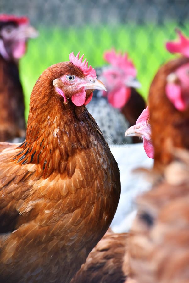 Chickens on Traditional Free Range Poultry Farm Stock Image - Image of ...