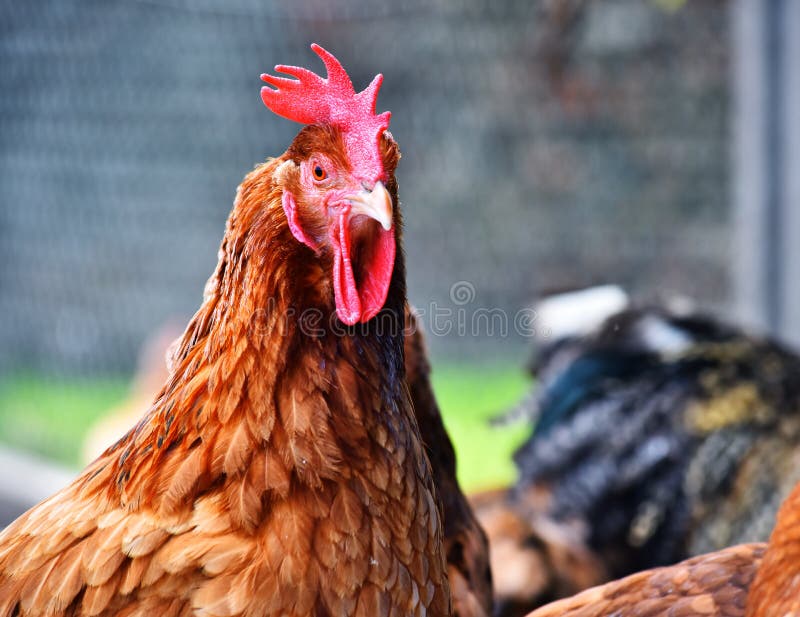 Chickens on Traditional Free Range Poultry Farm Stock Photo - Image of ...