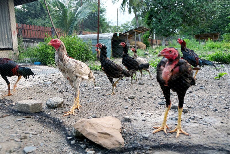 Chickens on Traditional Free Range Poultry Farm Stock Photo - Image of ...