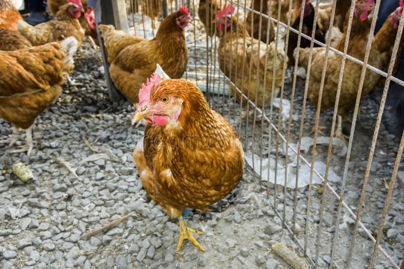 Close-up Chickens on the Poultry Farm Stock Image - Image of coop ...