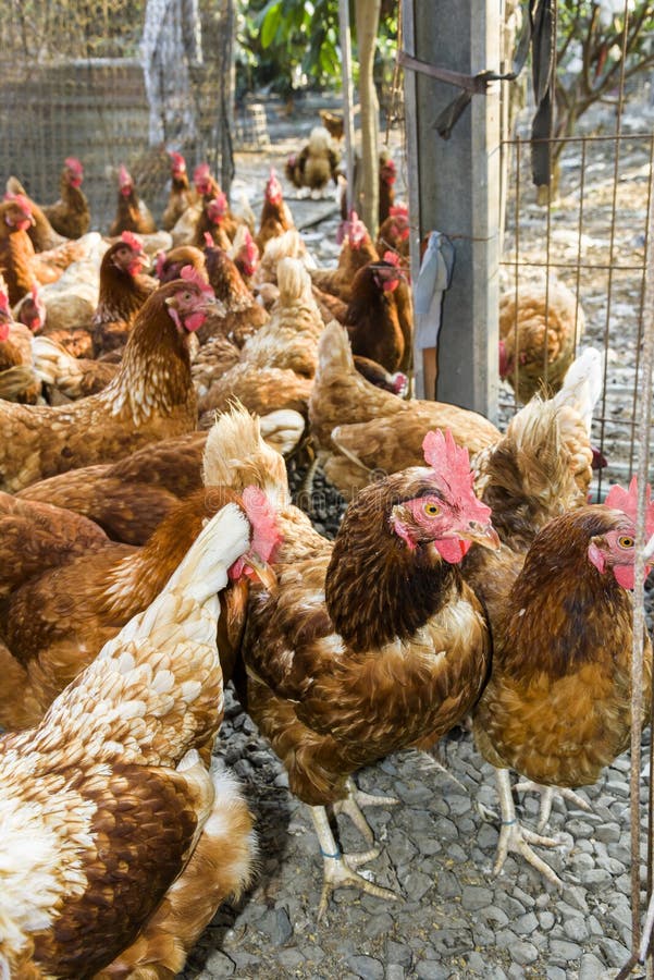 Close-up Chickens on the Poultry Farm Stock Photo - Image of asia ...