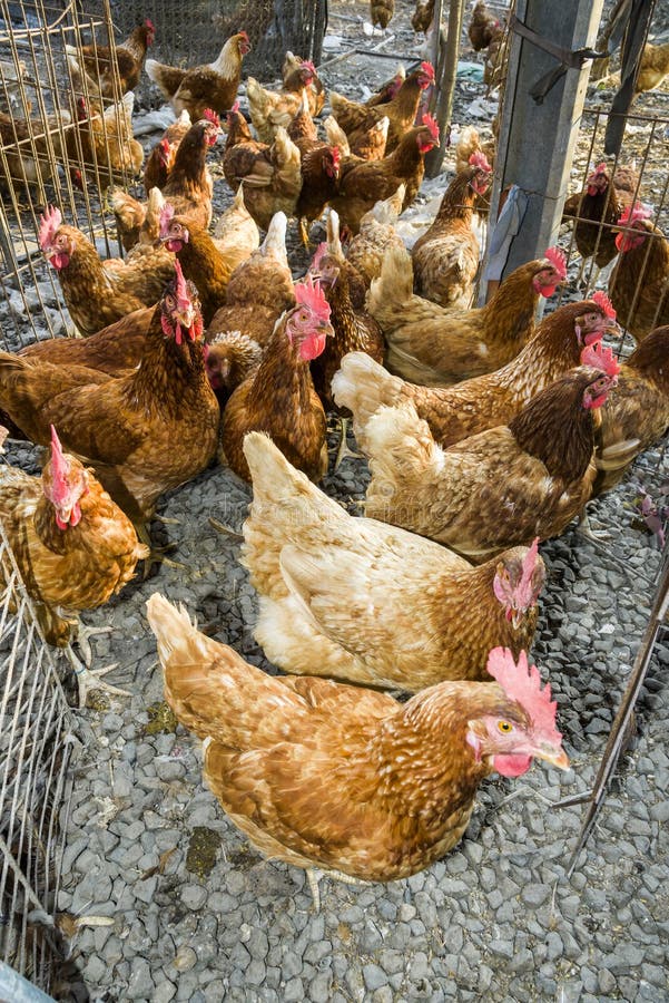 Close-up Chickens on the Poultry Farm Stock Image - Image of bird, asia ...