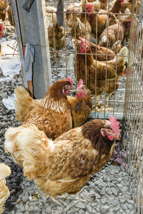 Close-up Chickens on the Poultry Farm Stock Photo - Image of meat, farm ...