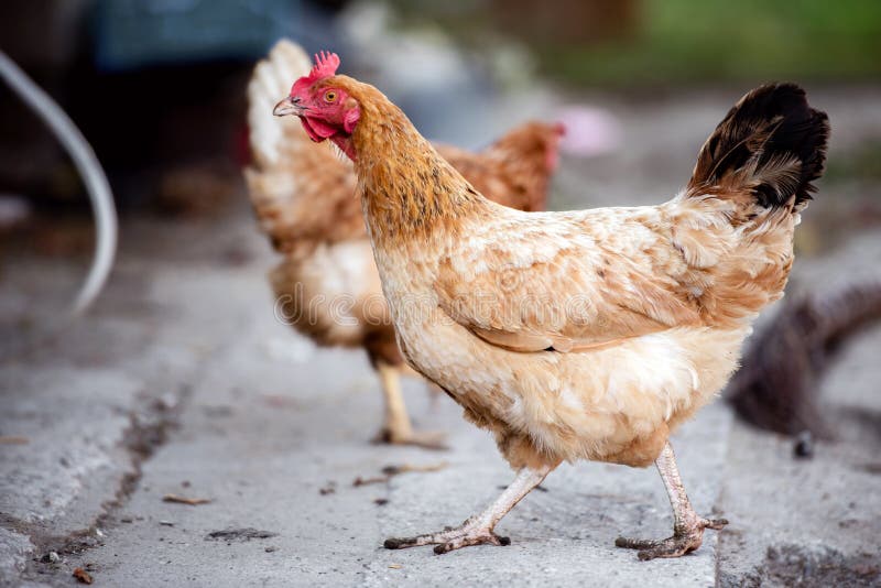 Hens Walking in the Farm Yard. Stock Photo - Image of feather, nature ...