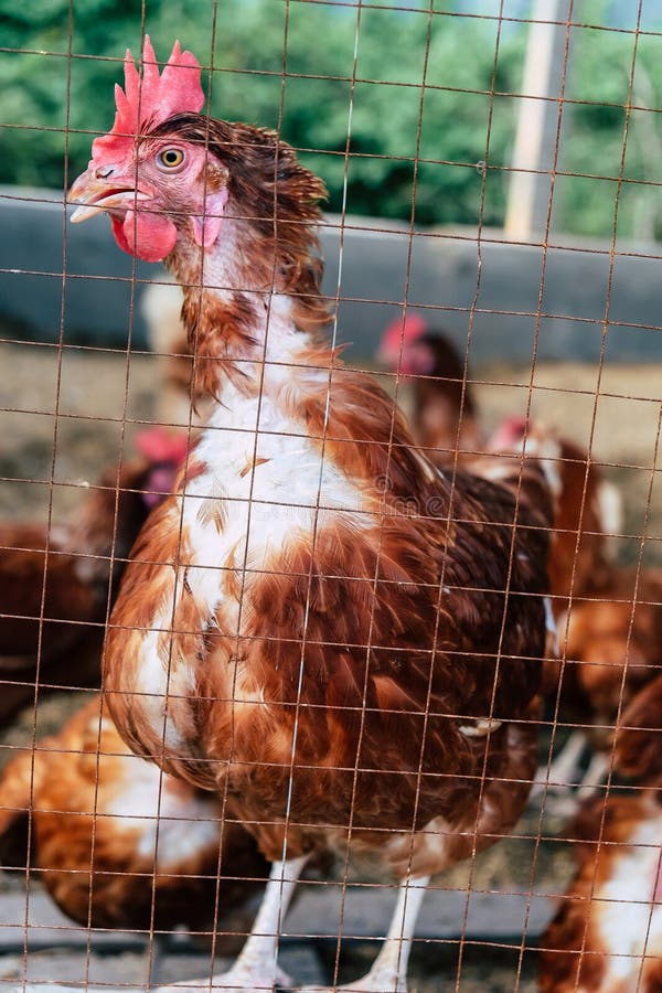 Chickens on Traditional Free Range Poultry Farm Stock Photo - Image of ...