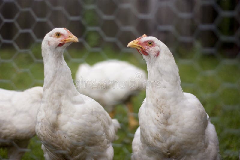 Chickens stock image. Image of bunch, grass, green, looking - 42941659