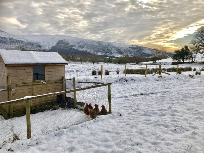 Mountain chicken frog stock image. Image of frog, chicken - 117997033