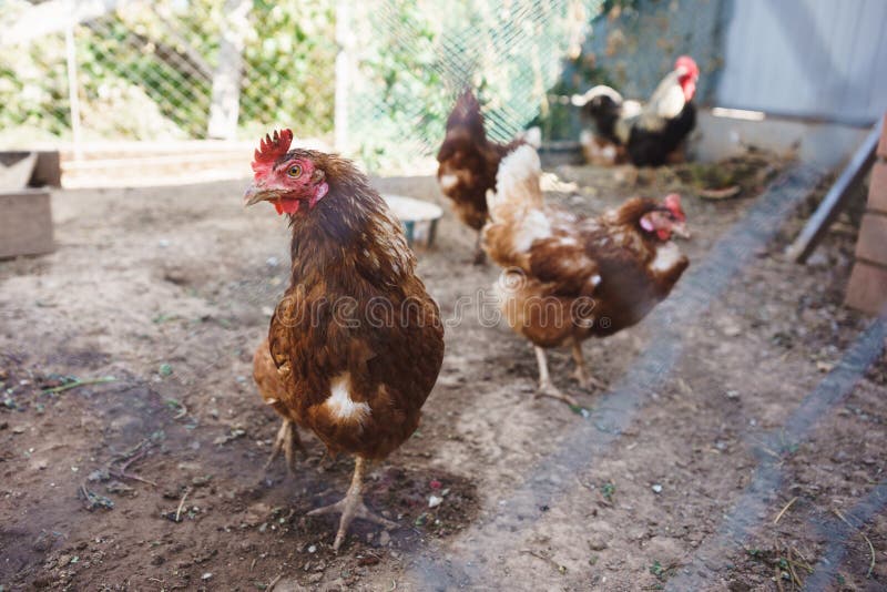 Chickens in the Village Yard in the Paddock Stock Photo - Image of ...
