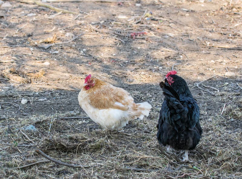 Chickens Walk in the Farm Garden. Chickens in the Barnyard. Poultry ...