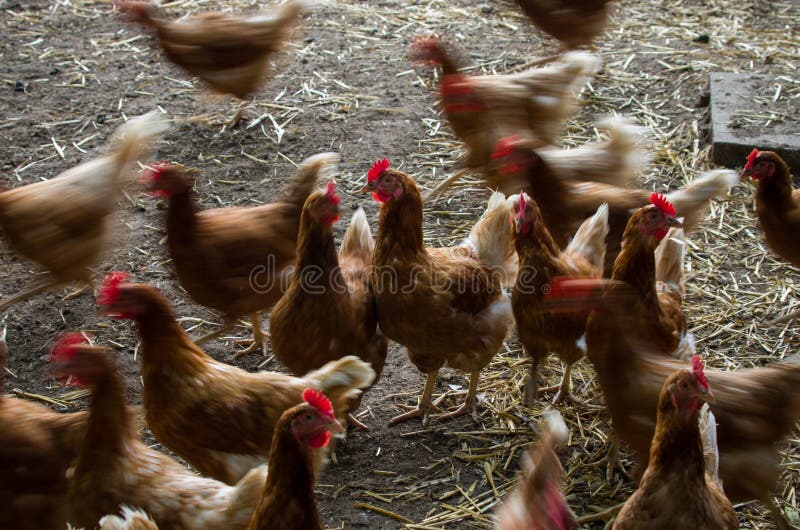 Chickens Walking Around on a Farm Stock Photo - Image of chicken ...