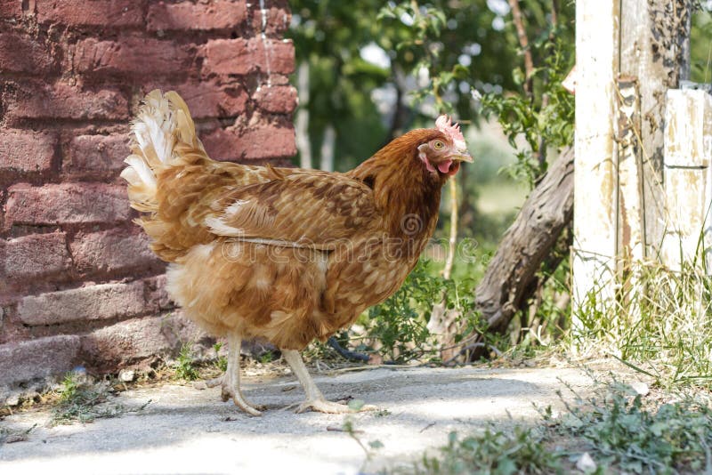 Chickens Walking Around in the Garden Stock Photo - Image of meal ...