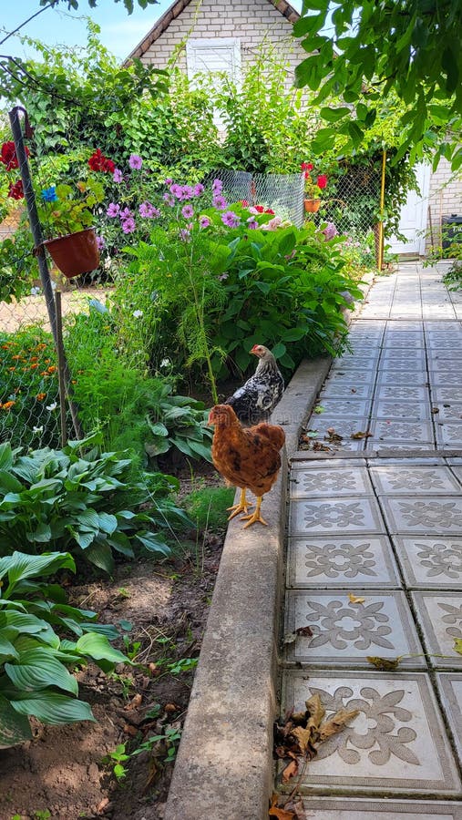 Chickens Walking Around Their Home Territory Stock Photo - Image of ...