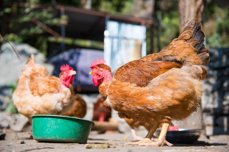 Chickens are Walking at Henhouse Stock Image - Image of meat, dining ...