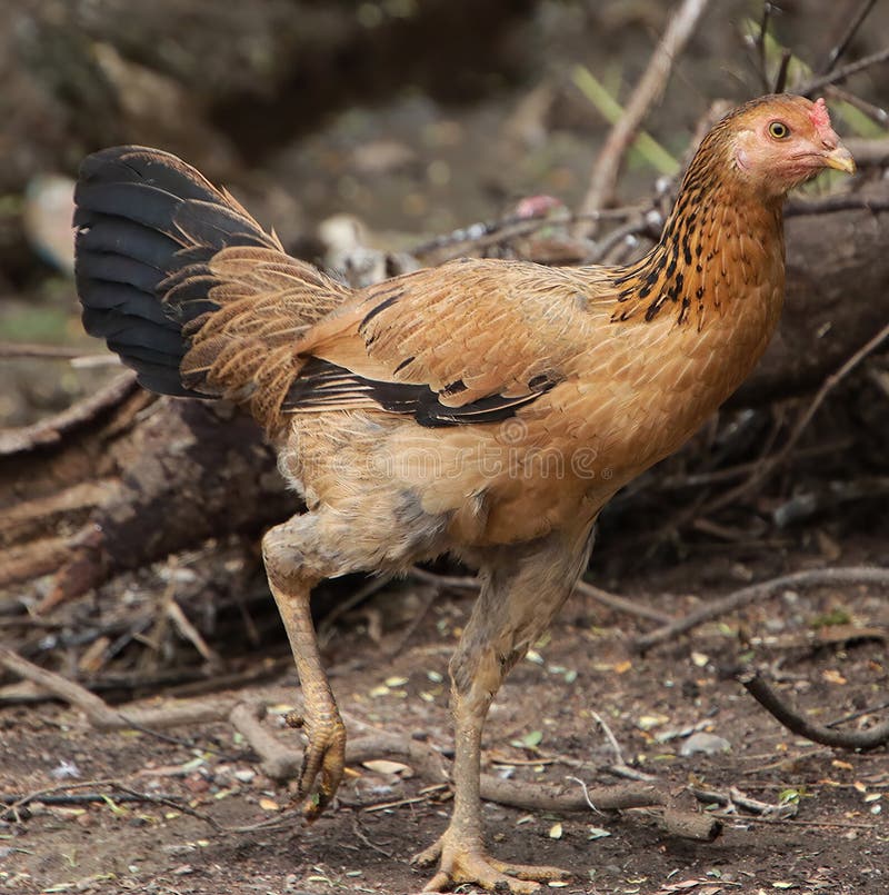 Chickens Walking with One Leg Up and Looking Stock Photo - Image of ...