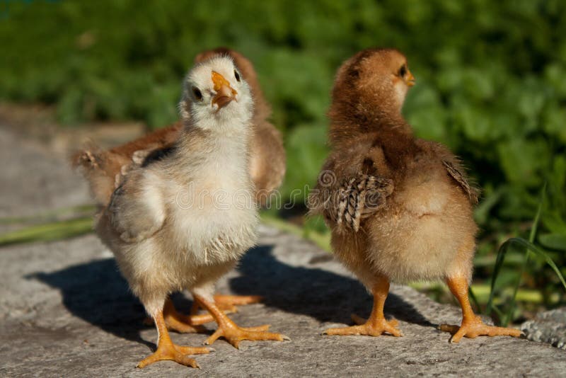 Chickens stock photo. Image of fuzzy, baby, beak, nature - 54903866