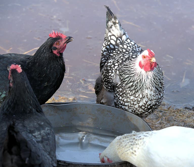 11+ Water chickens Free Stock Photos - StockFreeImages