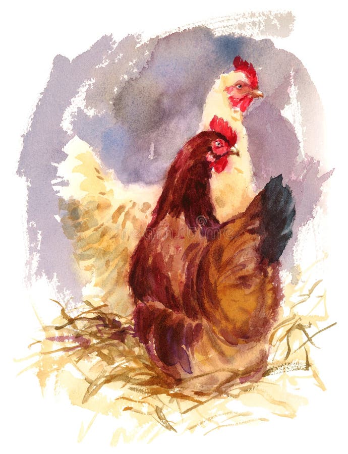 Chickens Watercolor Bird Illustration Hand Painted Stock Illustration ...