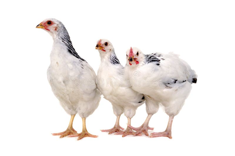 Chickens on White Background Stock Image - Image of animal, chick: 39064847