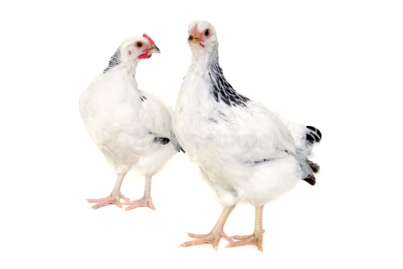 Chickens on White Background Stock Image - Image of funny, avian: 37671241