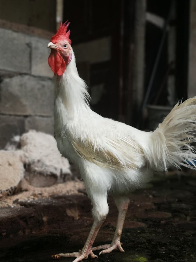 Chickens are White with a Red Whiny, Stock Photo - Image of poultry ...