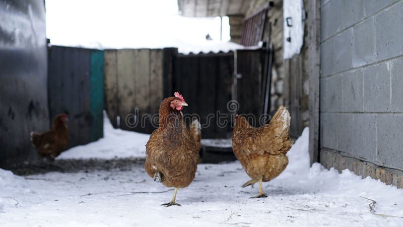 351 Layers Chickens Stock Photos - Free & Royalty-Free Stock Photos ...