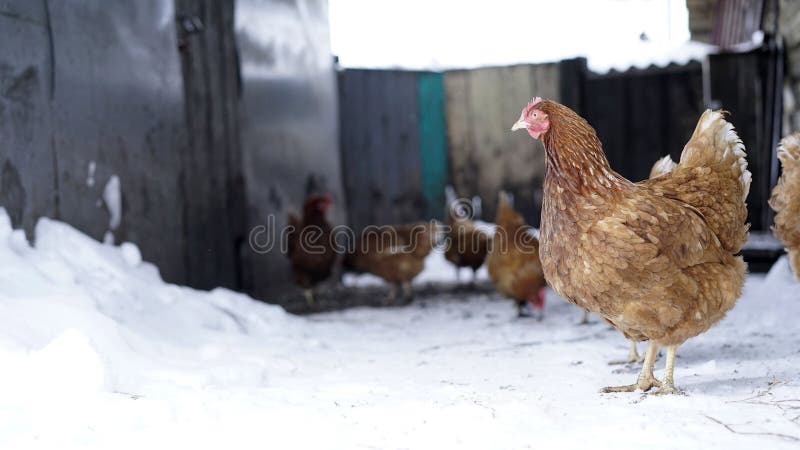 Chickens in Winter. Hens - Layers in the Winter in the Yard. Stock ...