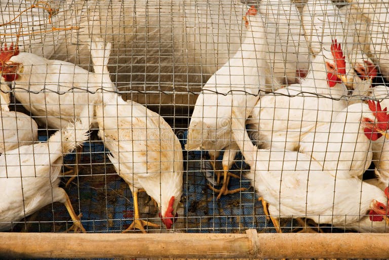 4,155 Rooster Cage Stock Photos - Free & Royalty-Free Stock Photos from ...