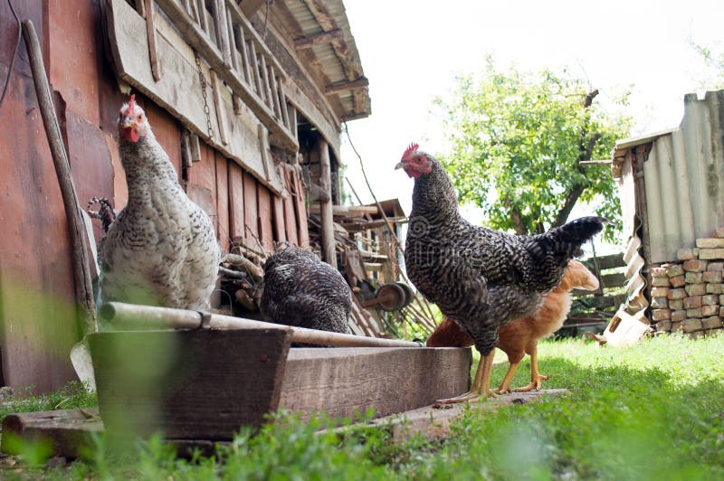 Raising Free-range Chickens Stock Photo - Image of animal, fowl: 23433908