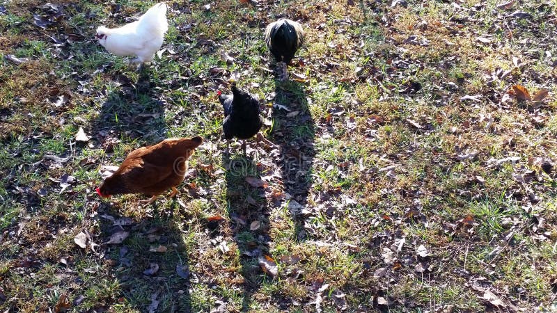 310 Chicken Pesticide Stock Photos - Free & Royalty-Free Stock Photos ...