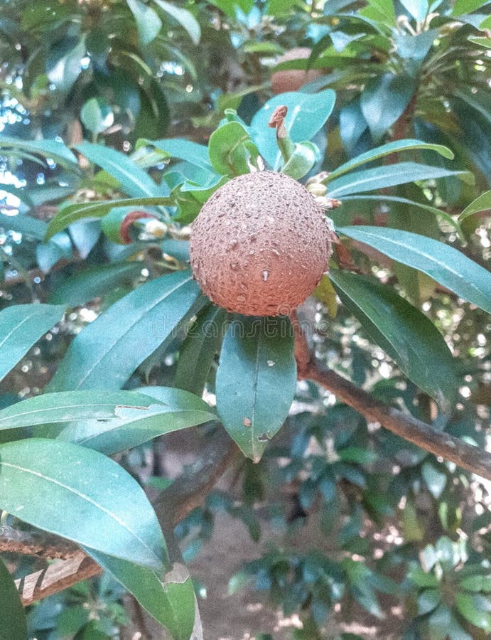 The chickoo fruit plant stock photo. Image of deciduous - 207425420