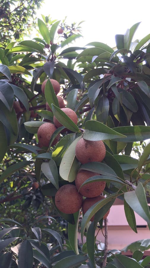 Chickoo stock photo. Image of kannur, fruits, hanging - 50429450