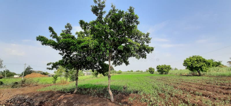 Chickoo tree indian stock image. Image of evergreen - 213869943