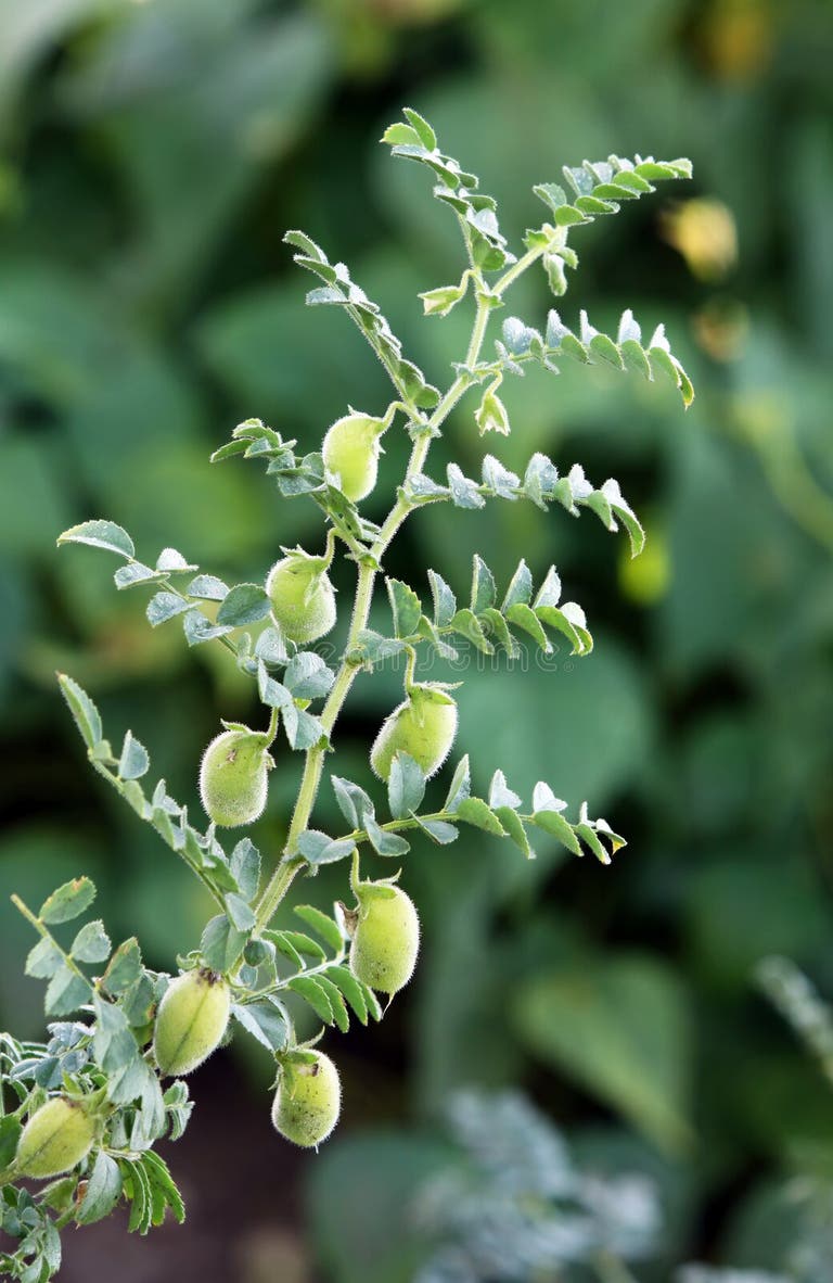 9,903 Chickpea Plant Stock Photos - Free & Royalty-Free Stock Photos ...